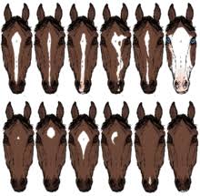 Horse Terms Glossary | Circle Lake Ranch